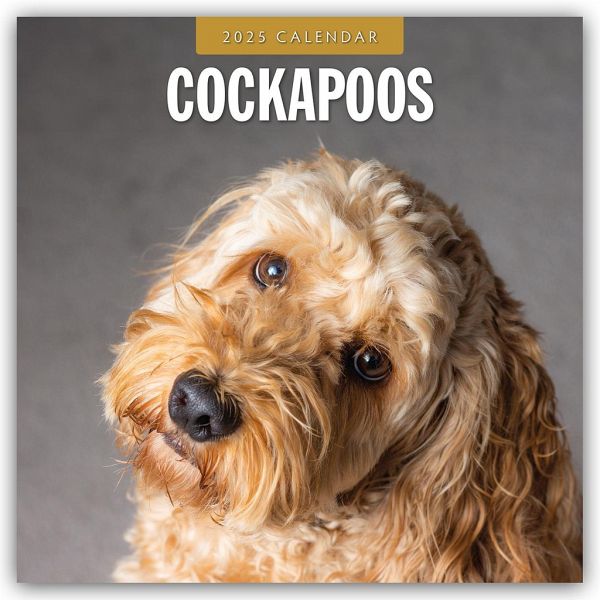 Cockapoos 2025 Square Wall Calendar von Red Robin Publishing Ltd ...