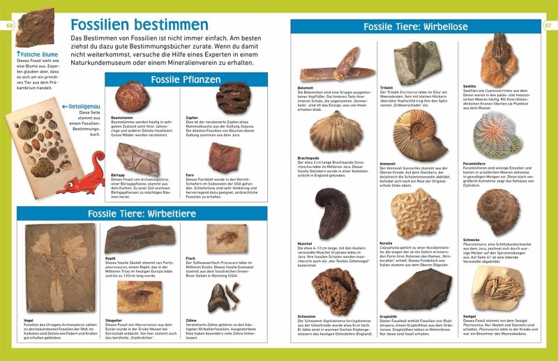 Fossilien / memo - Wissen entdecken portofrei bei bücher.de bestellen