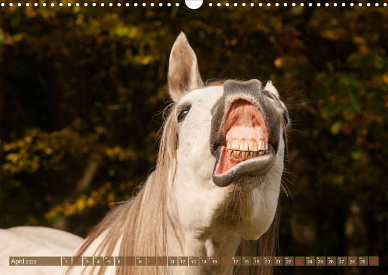Das Lachen der Pferde - Lustige Gesichter (Wandkalender 2023 DIN A3 ...