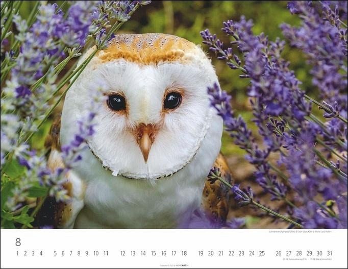Eulen Kalender 2024 - Kalender portofrei bestellen