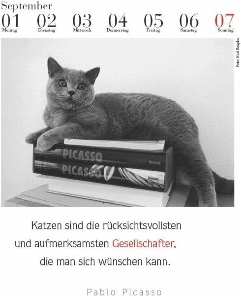 Der literarische Katzenkalender 2025 von Julia Bachstein - Kalender bei ...